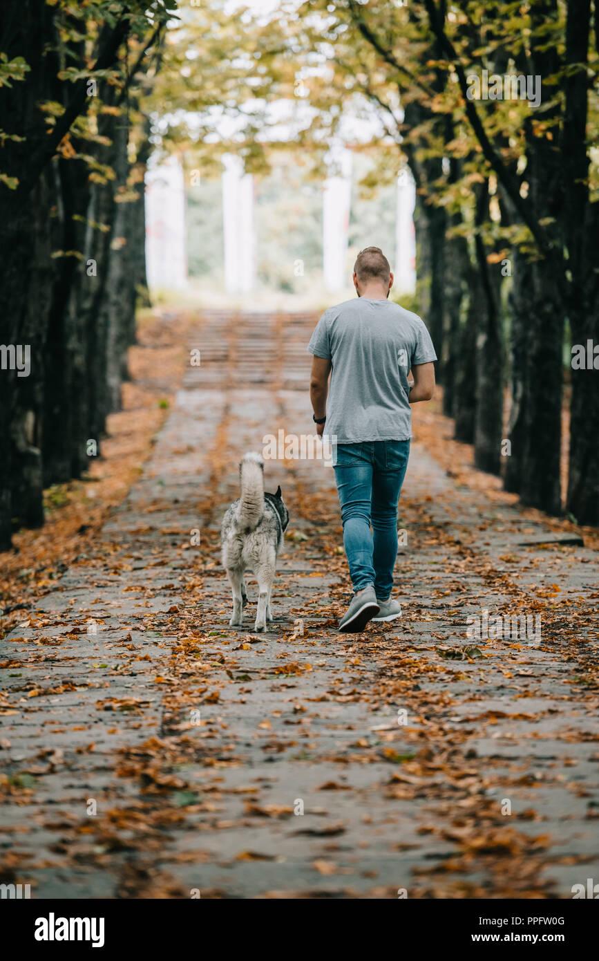 back view of man walking with siberian husky dog in autumn park Stock ...