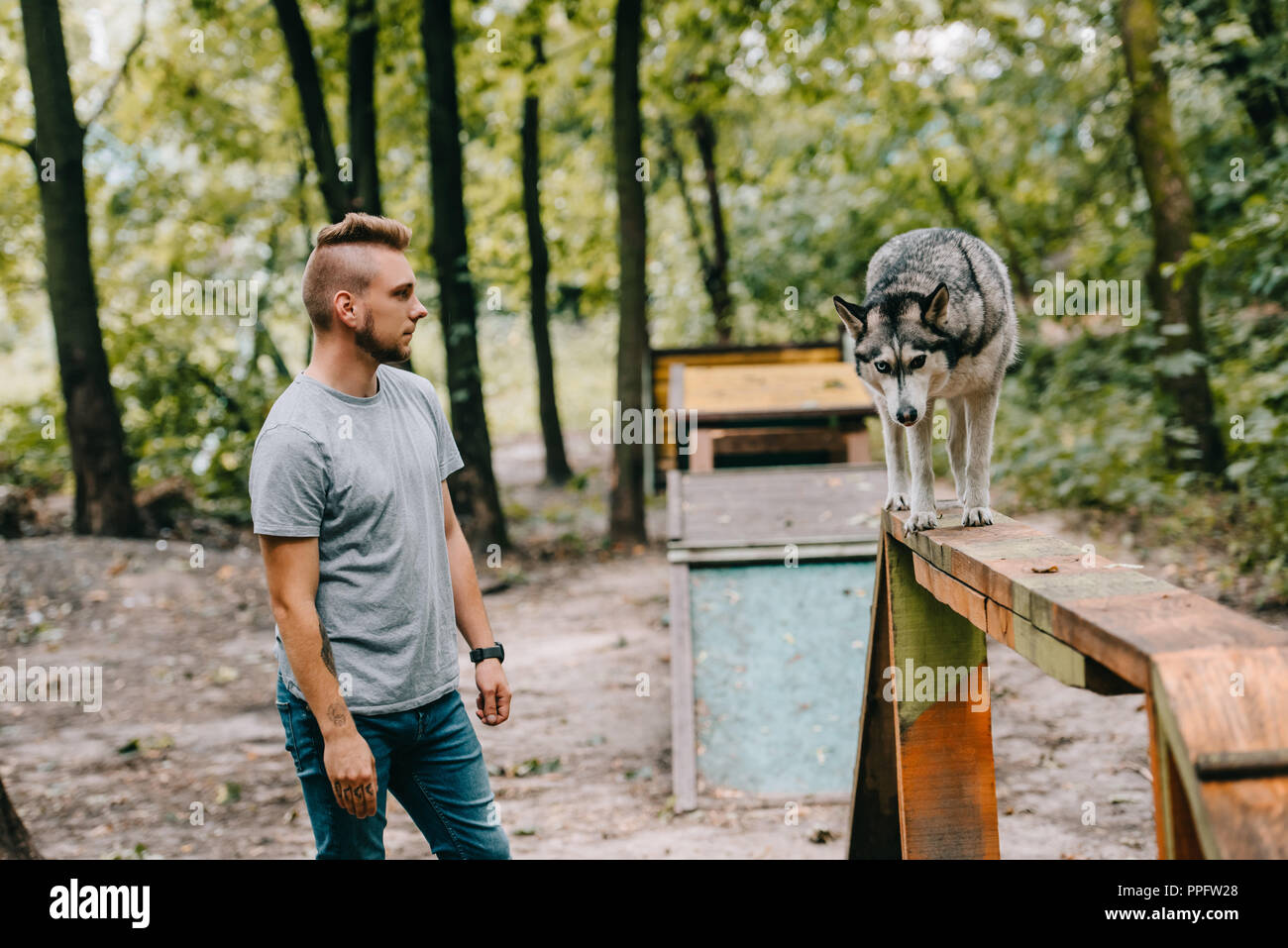 Dog obstacle on walk hi-res stock photography and images - Alamy