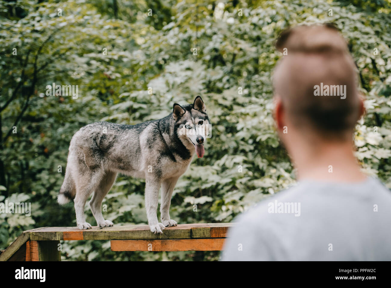 selective focus of cynologist training with husky on dog walk obstacle ...