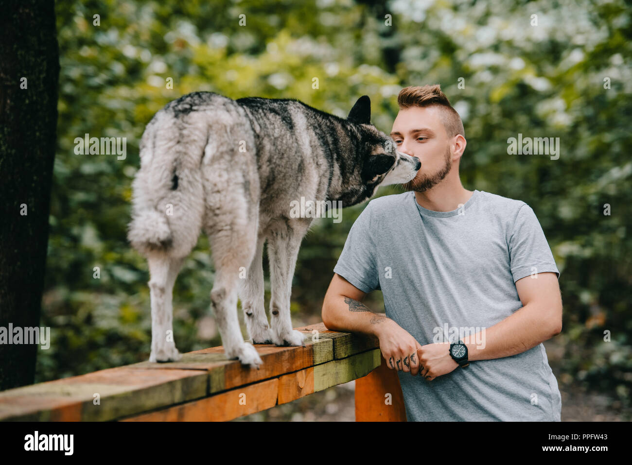 Dog obstacle on walk hi-res stock photography and images - Alamy