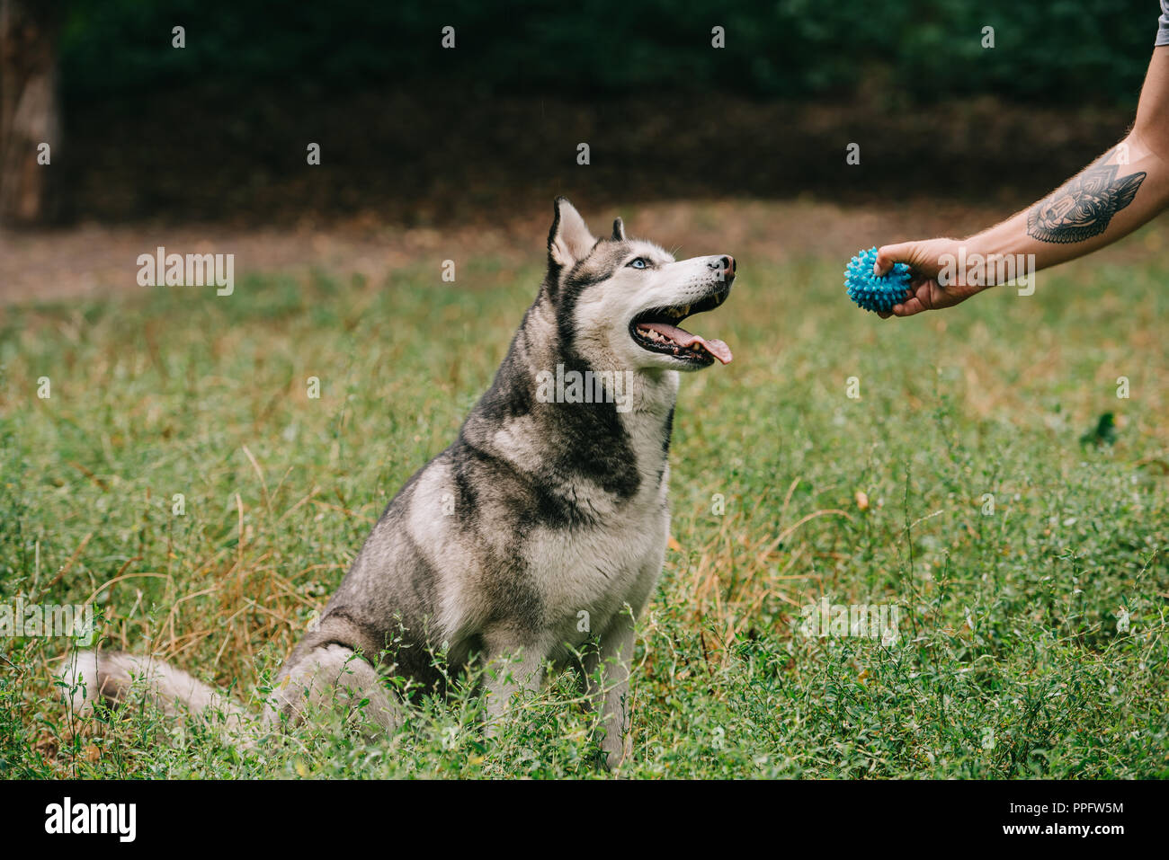 cropped view of man playing ball with siberian husky dog Stock Photo ...