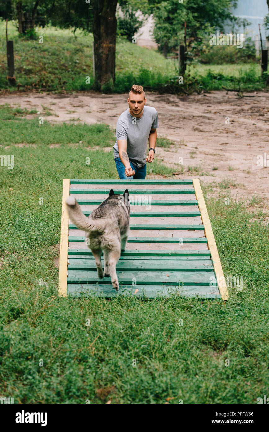 dog trainer with obedient husky on dog walk obstacle Stock Photo - Alamy
