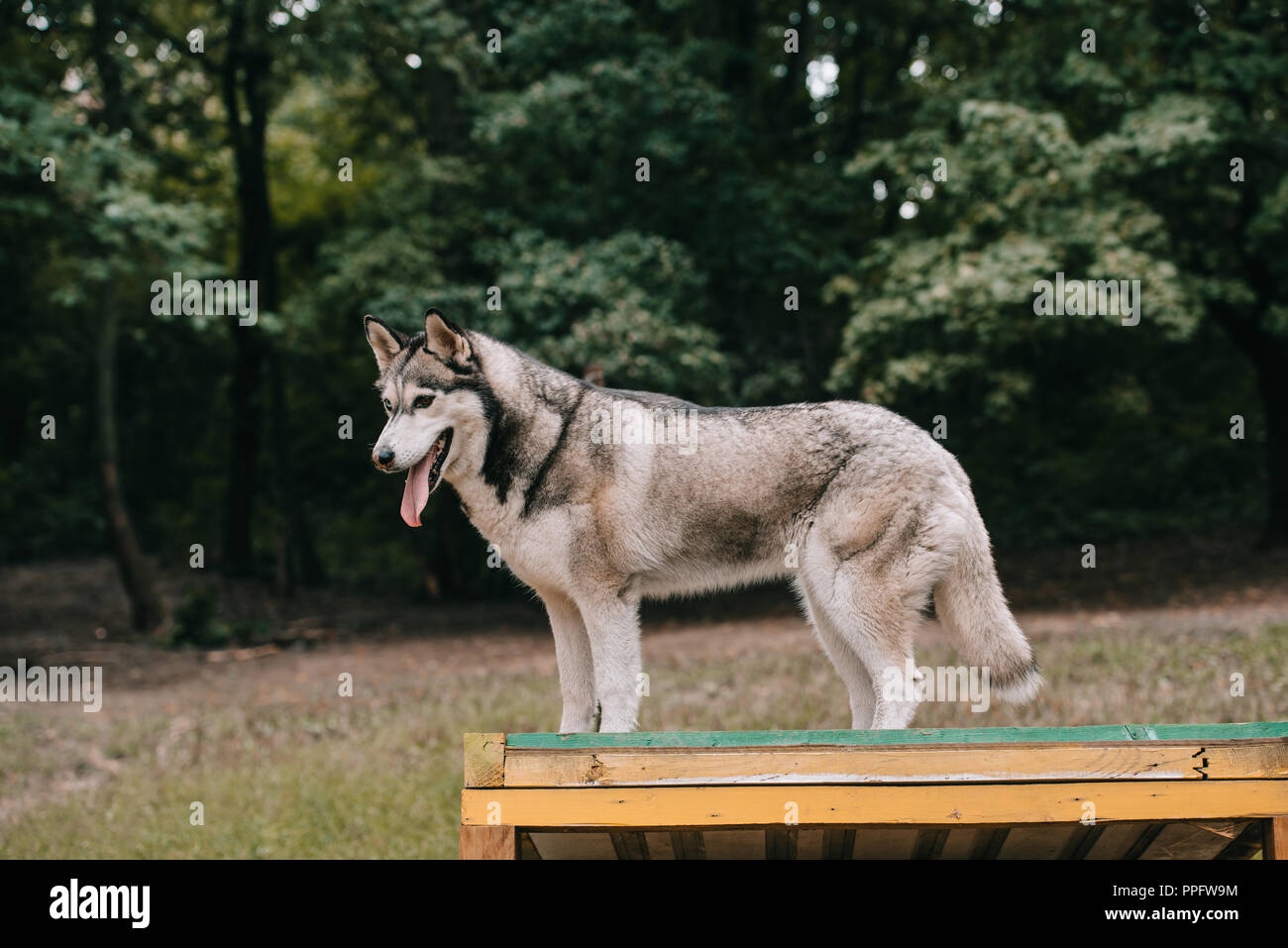 Grey husky hi-res stock photography and images - Alamy