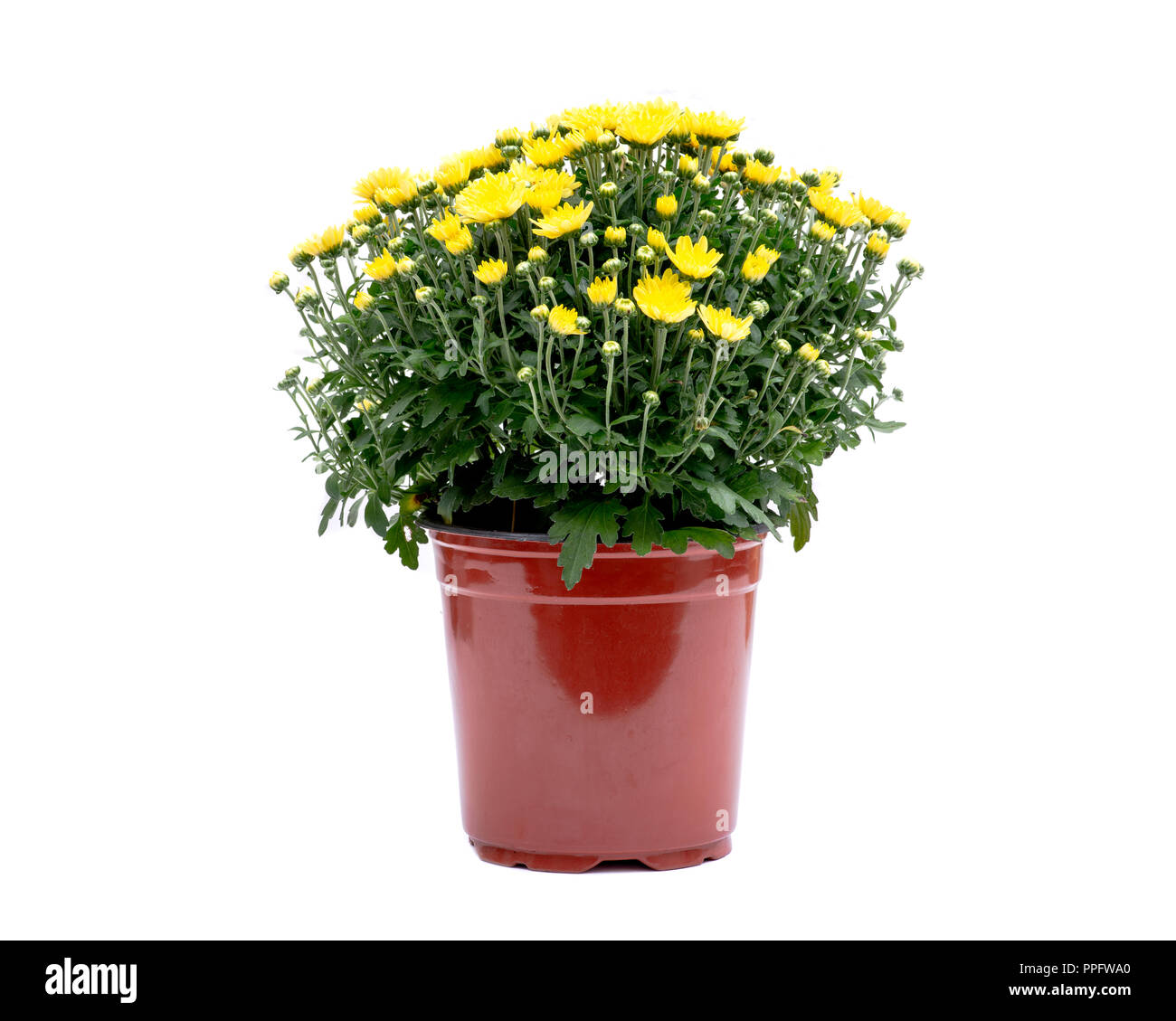 Yellow fall mums flowers in pot separated on white background Stock ...
