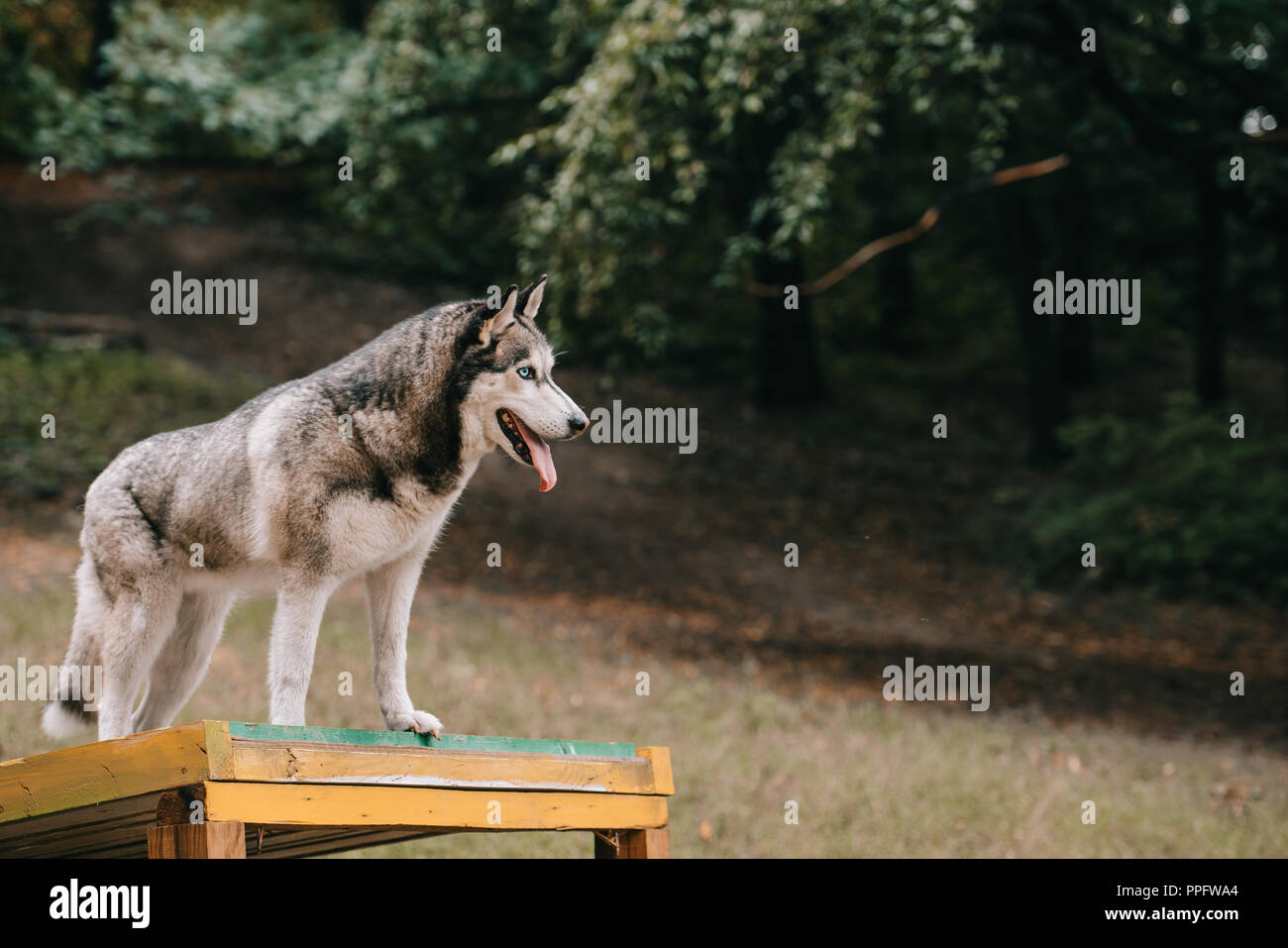 Agility ground hi-res stock photography and images - Alamy