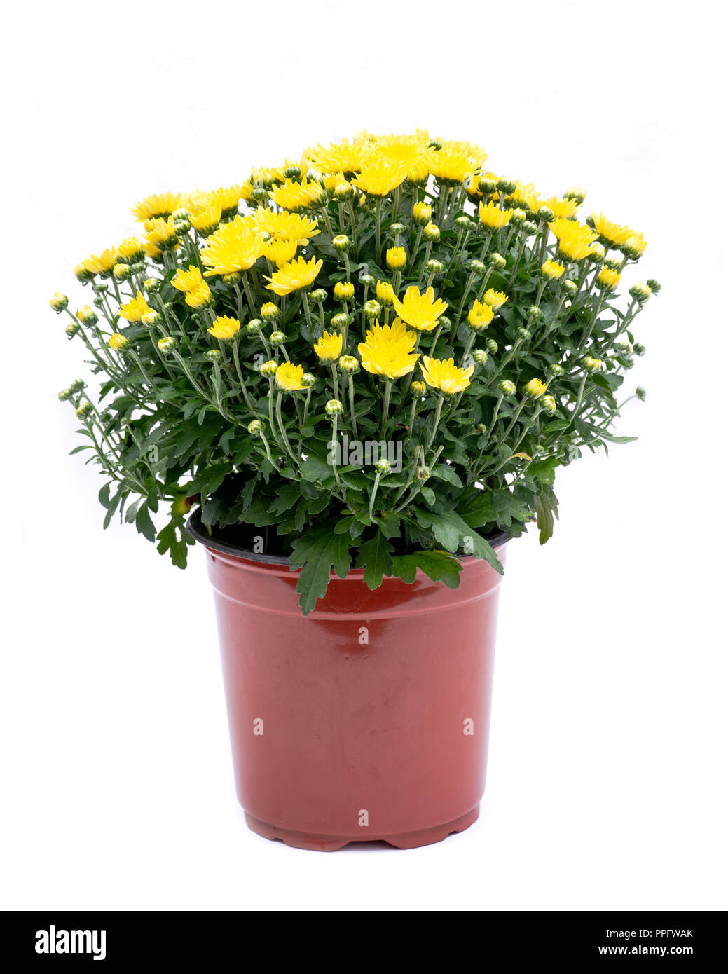 Yellow fall mums flowers in pot separated on white background Stock ...
