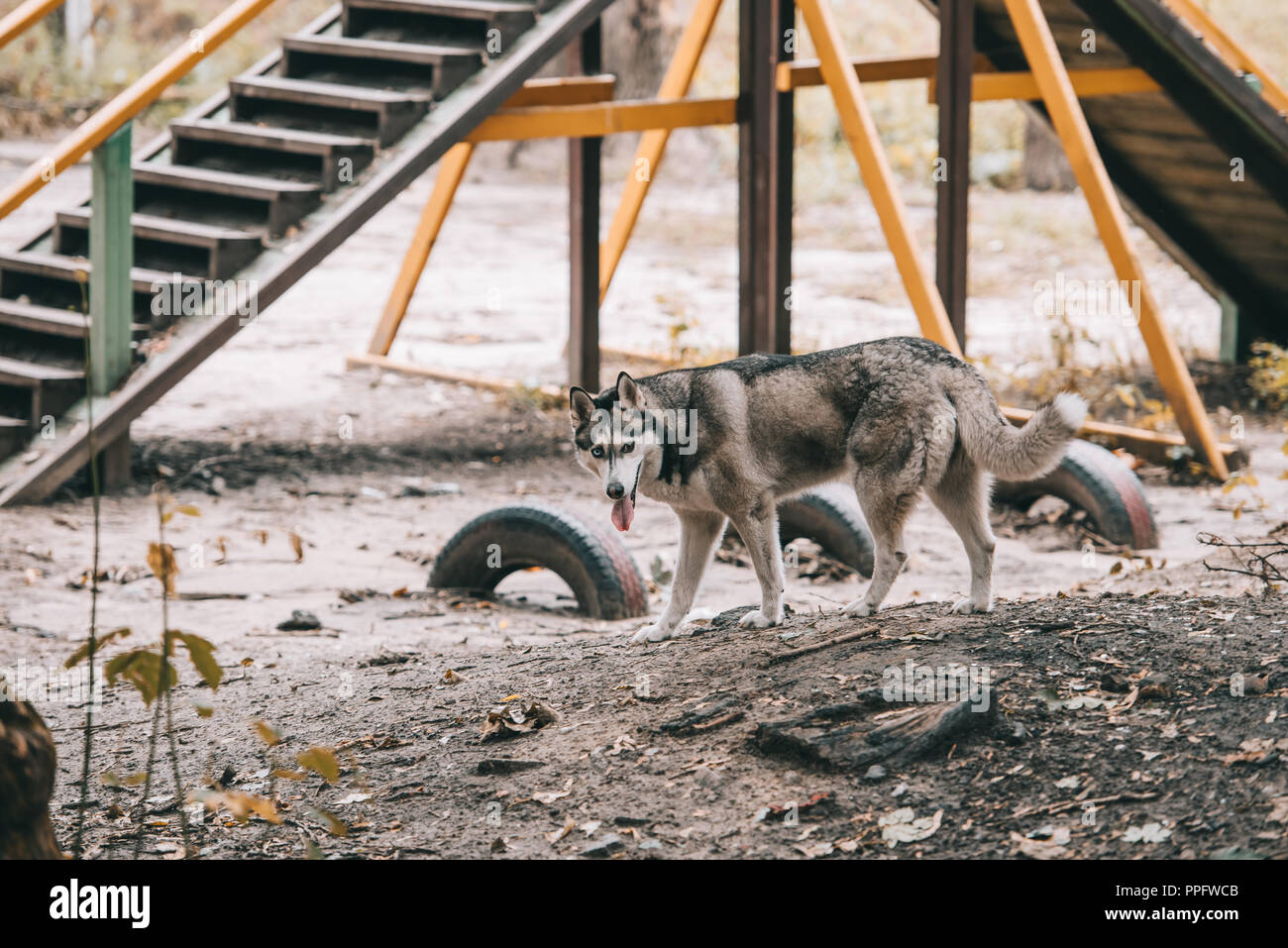 siberian husky dog on agility ground Stock Photo - Alamy
