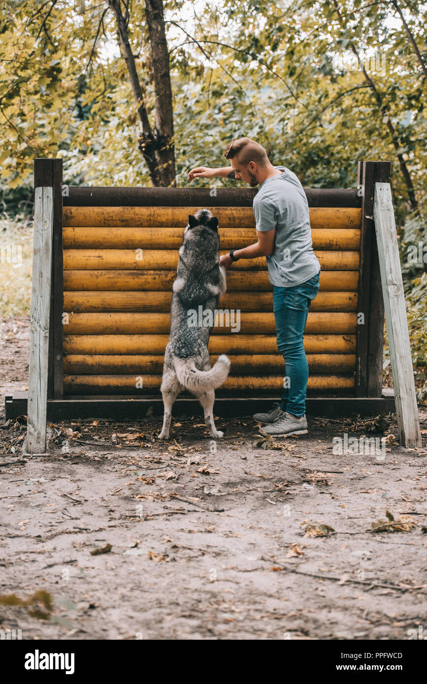 Jumping siberian husky hi-res stock photography and images - Alamy