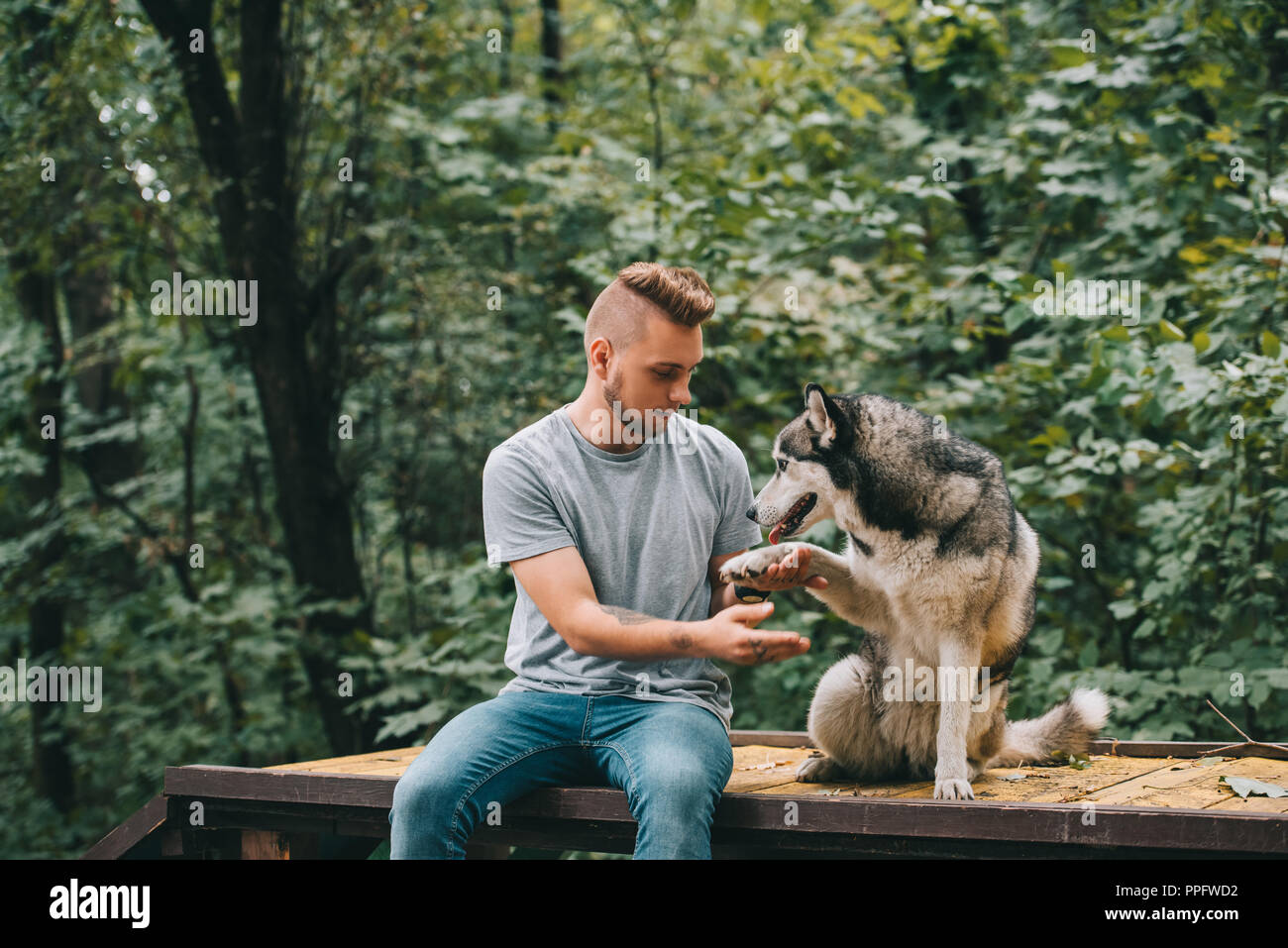 handsome man holding paw of obedient siberian husky dog Stock Photo - Alamy