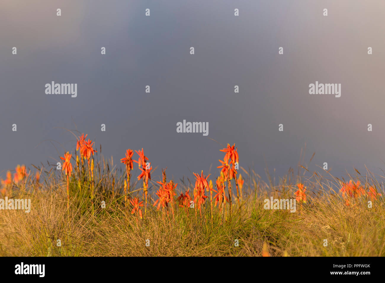 Aloe inyangensis seen in Zimbabwe's Eastern highlands Stock Photo - Alamy