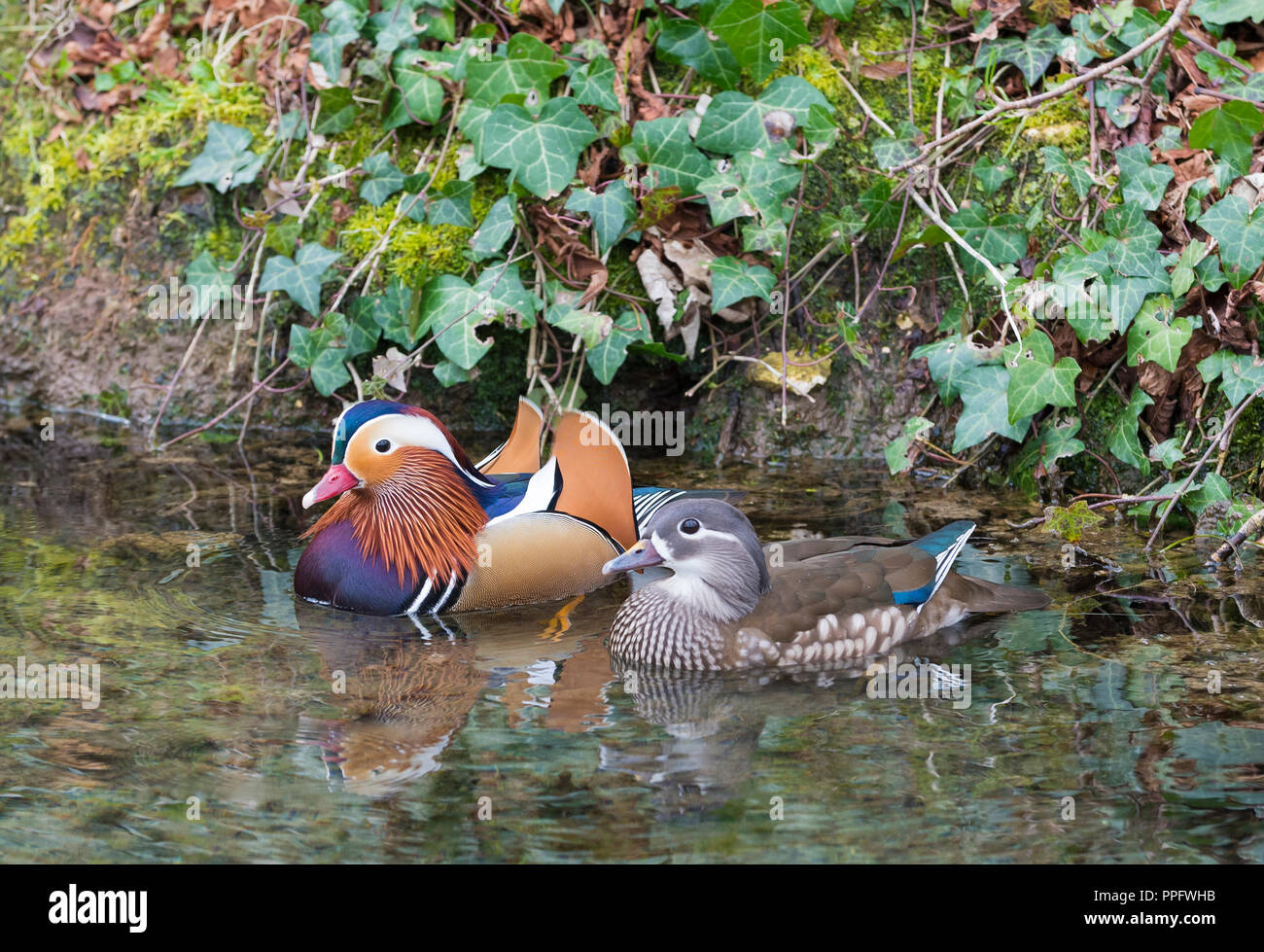 Pair of mandarin ducks hi-res stock photography and images - Alamy