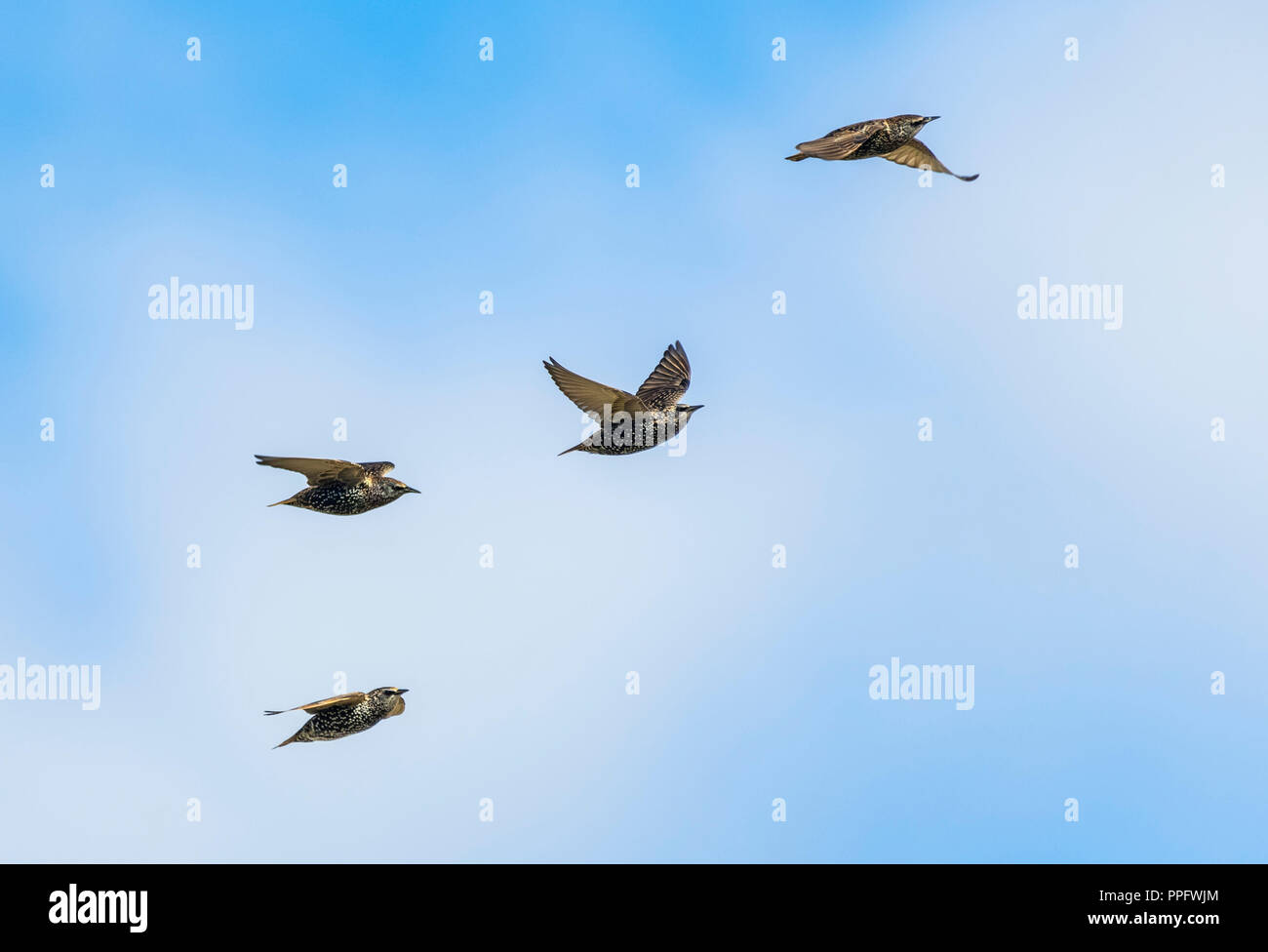 Flying starlings hi-res stock photography and images - Alamy