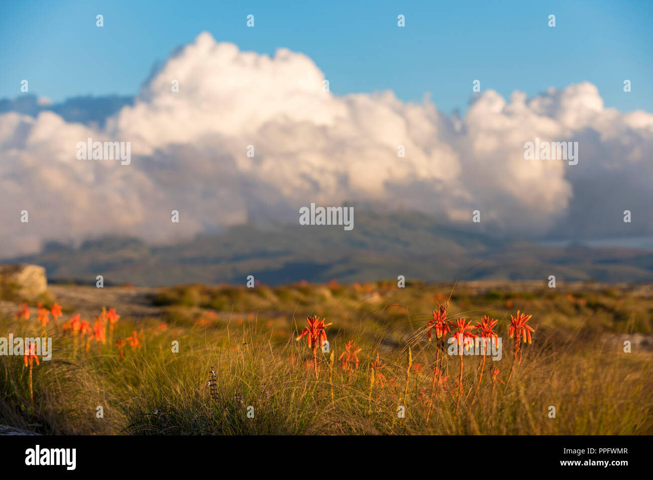 Aloe inyangensis seen in Zimbabwe's Eastern highlands Stock Photo - Alamy