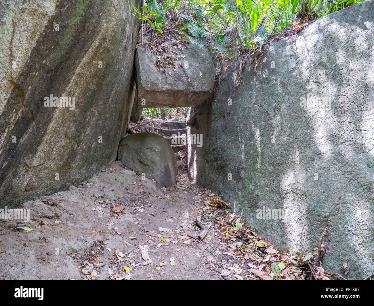Jungle path hi-res stock photography and images - Alamy