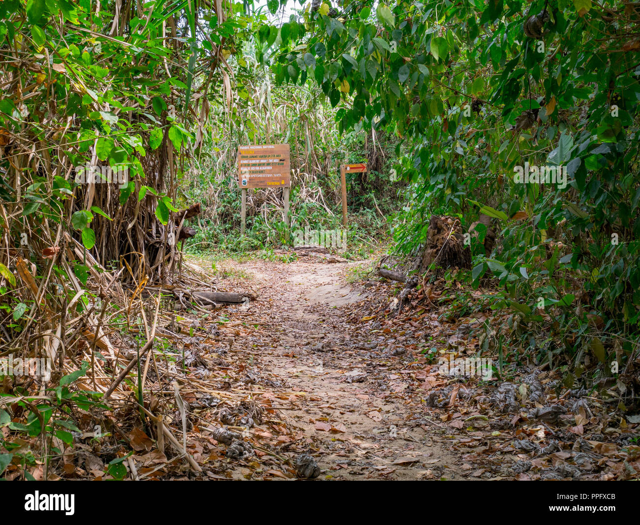 Jungle walk hi-res stock photography and images - Alamy