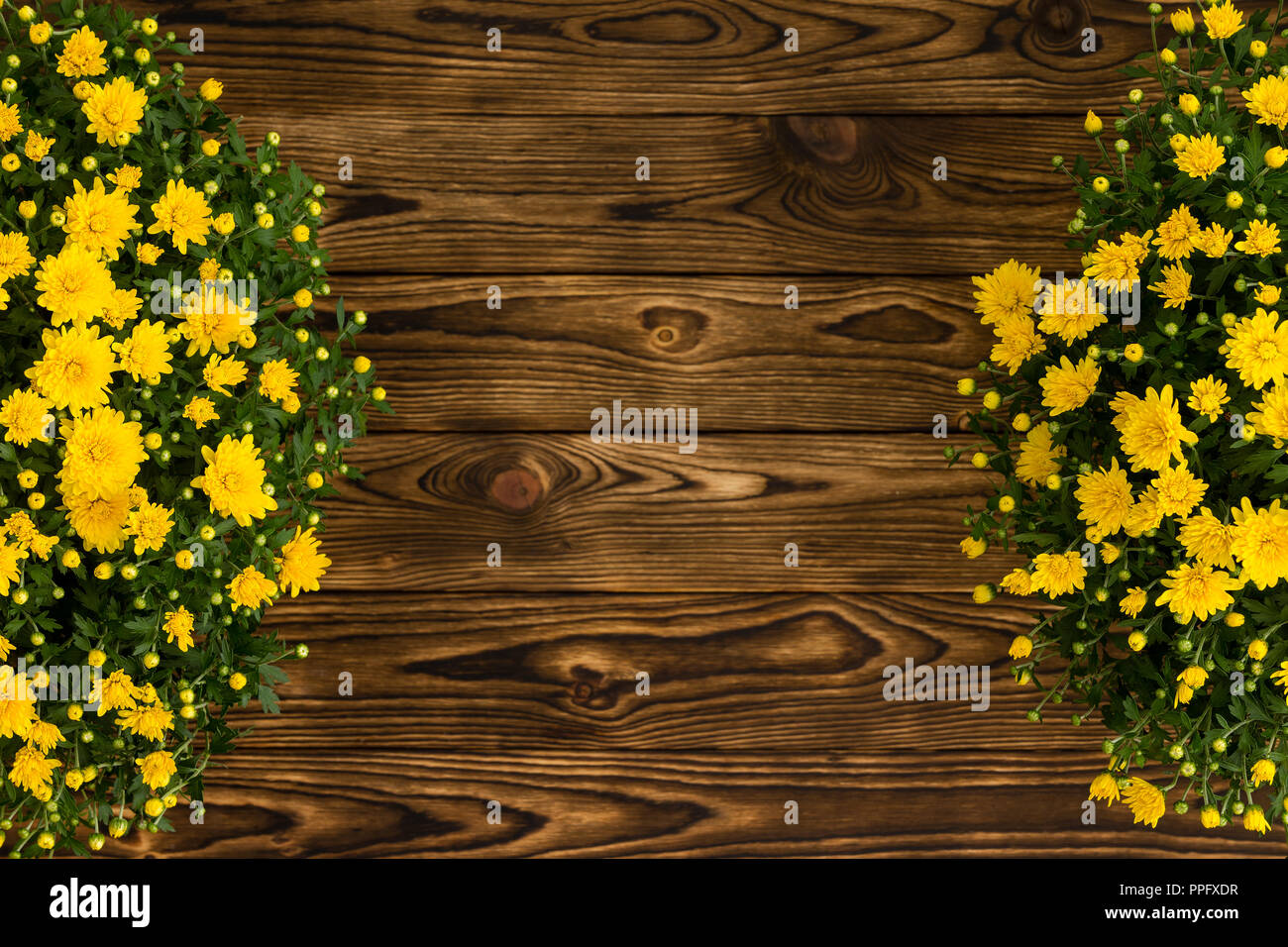 Double border of colorful yellow Mums or fall chrysanthemums in pots on ...