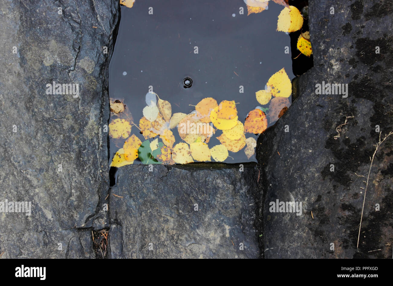 the autumn yellow leaves of the birch fell off and float between rocks ...