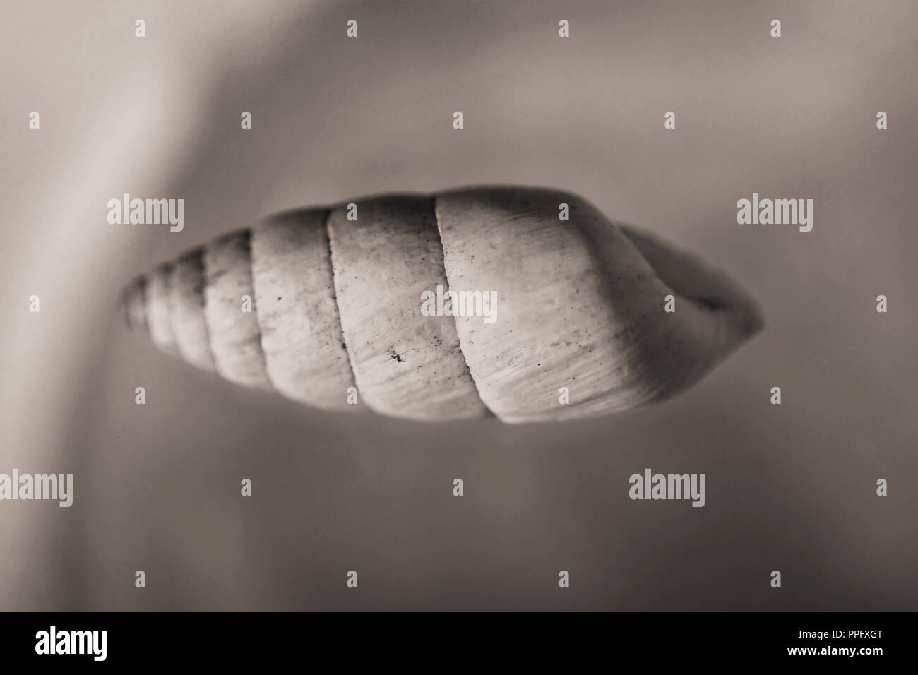 Ground terrestrial mollusk Brephulopsis cylindrica - a kind of ...