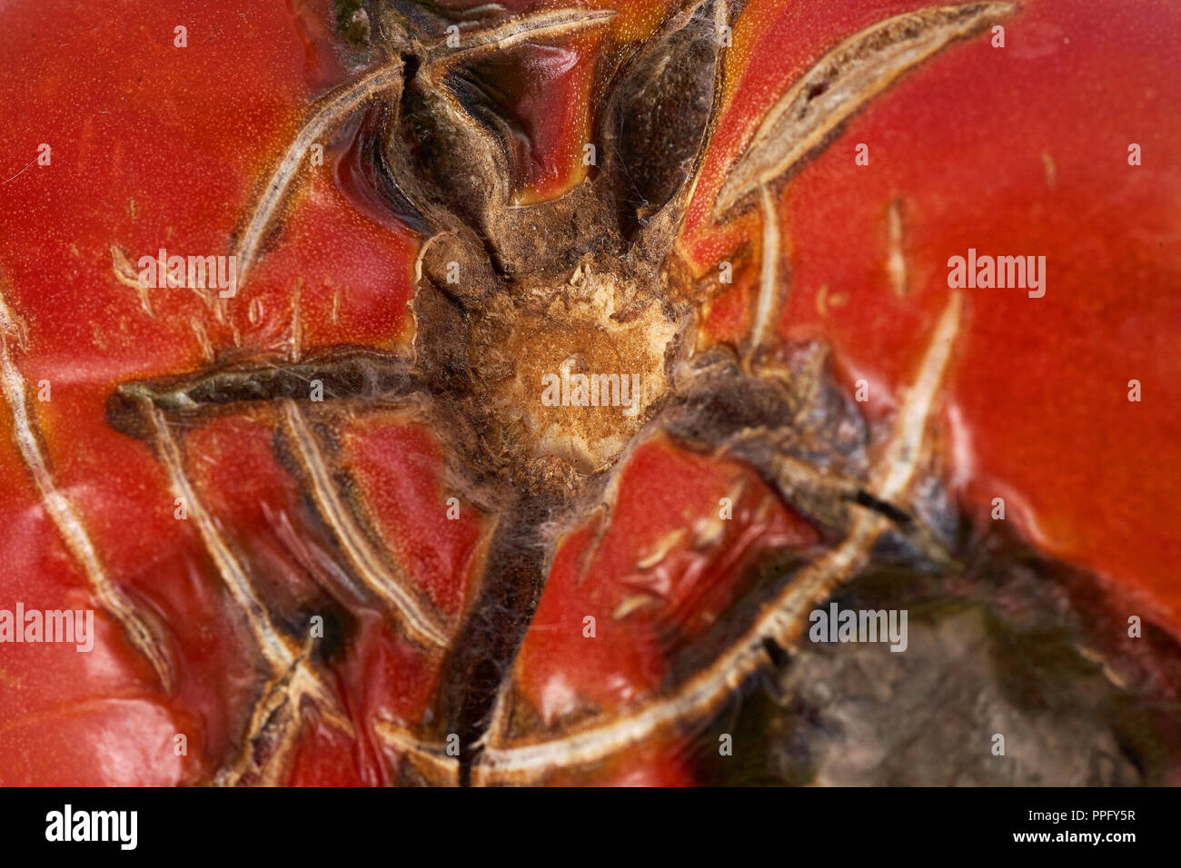 Spoiled, rotten red tomato isolated on white background Stock Photo - Alamy