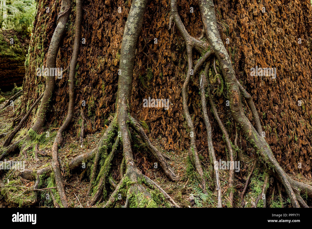 Tree roots on stump, Cathedral Grove, MacMillan Provincial Park ...