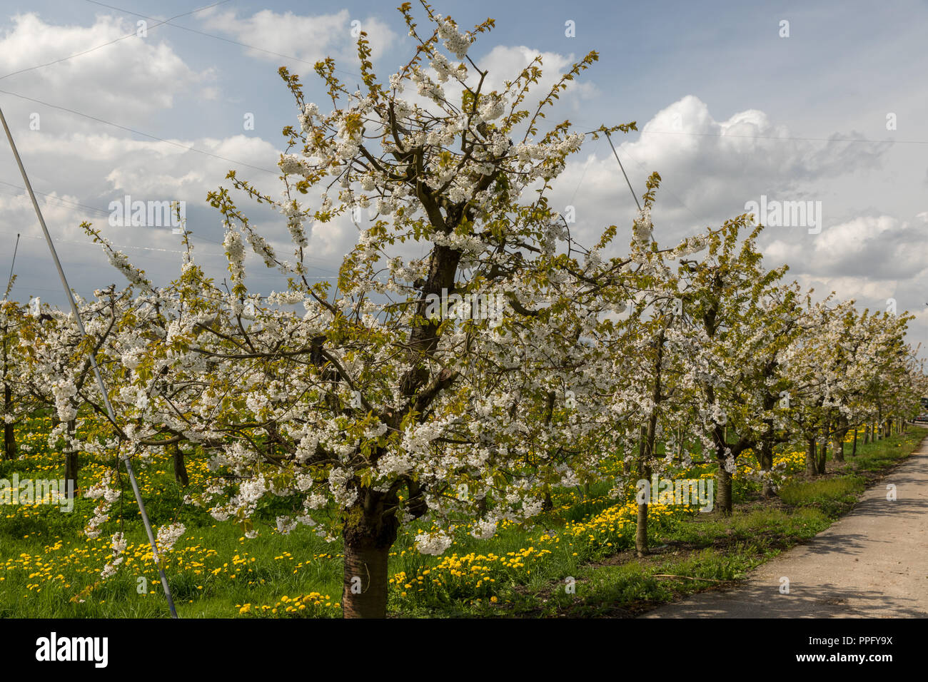 Altes obst hi-res stock photography and images - Alamy