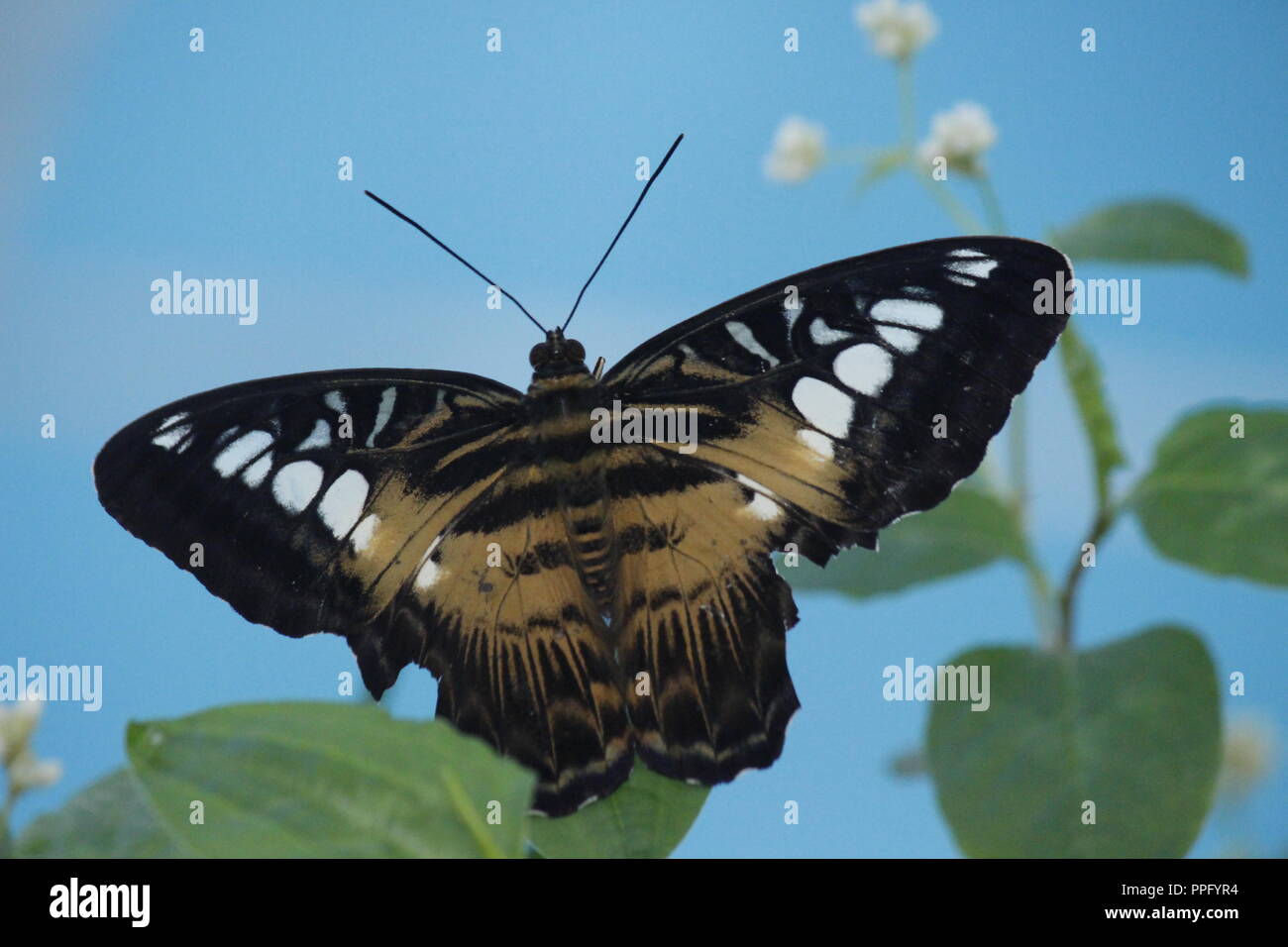 Butterfly adaptation hi-res stock photography and images - Alamy