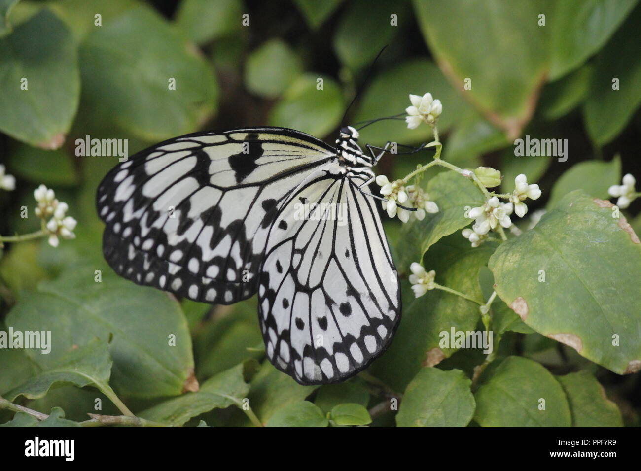 Butterfly adaptation hi-res stock photography and images - Alamy