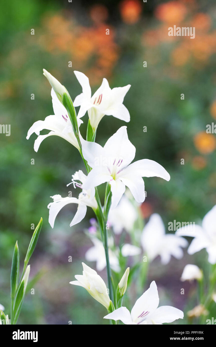 Gladiolus x colvilli 'The Bride' flowers Stock Photo - Alamy