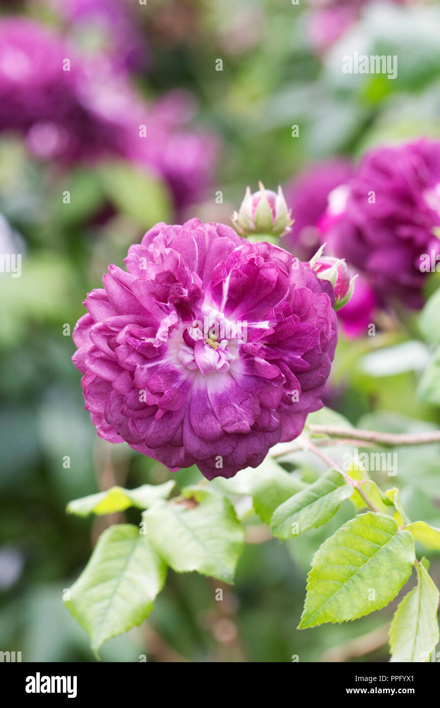 Rosa cardinal de richelieu hi-res stock photography and images - Alamy