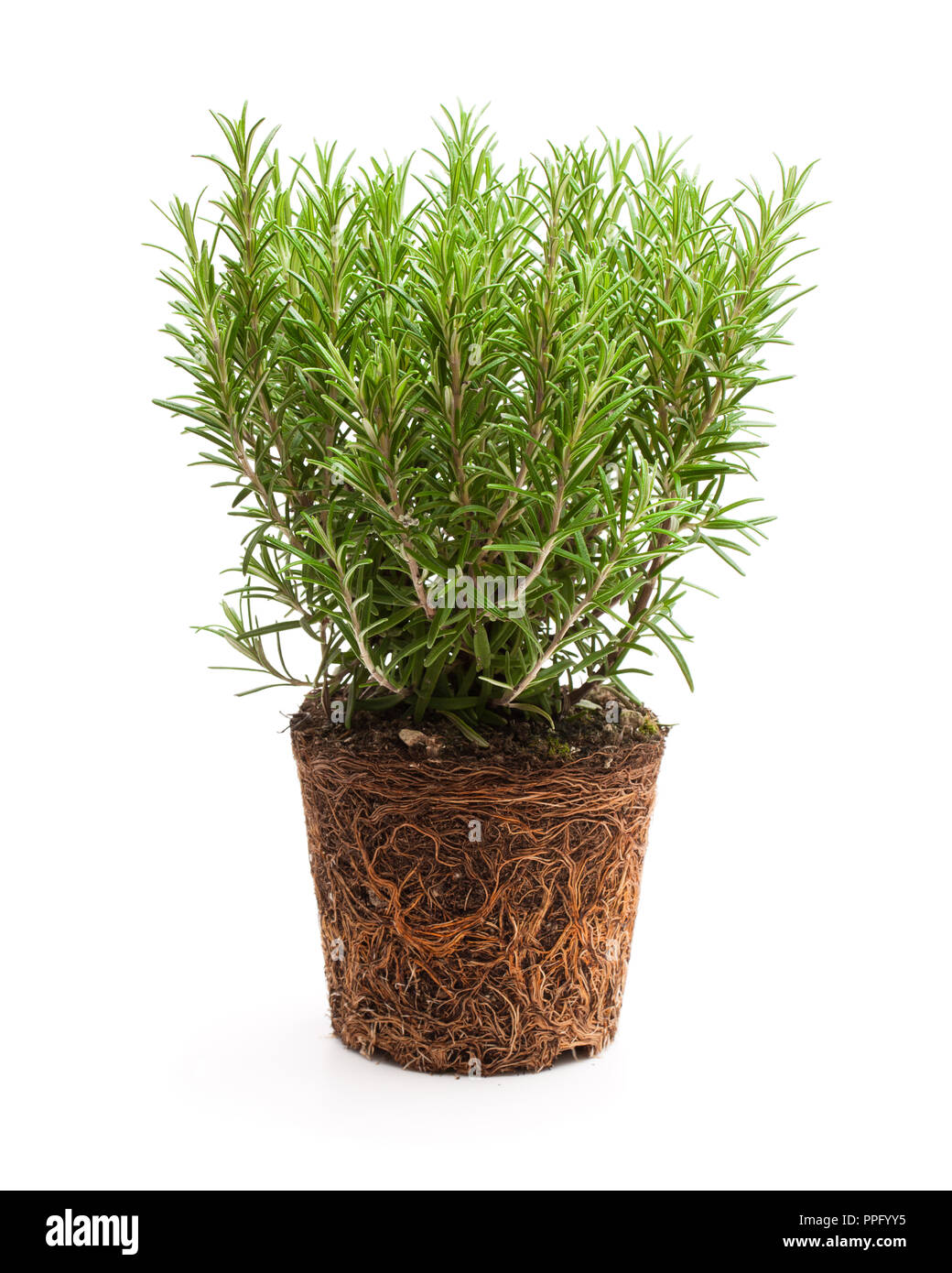 Rosemary plant with roots isolated on white background Stock Photo - Alamy