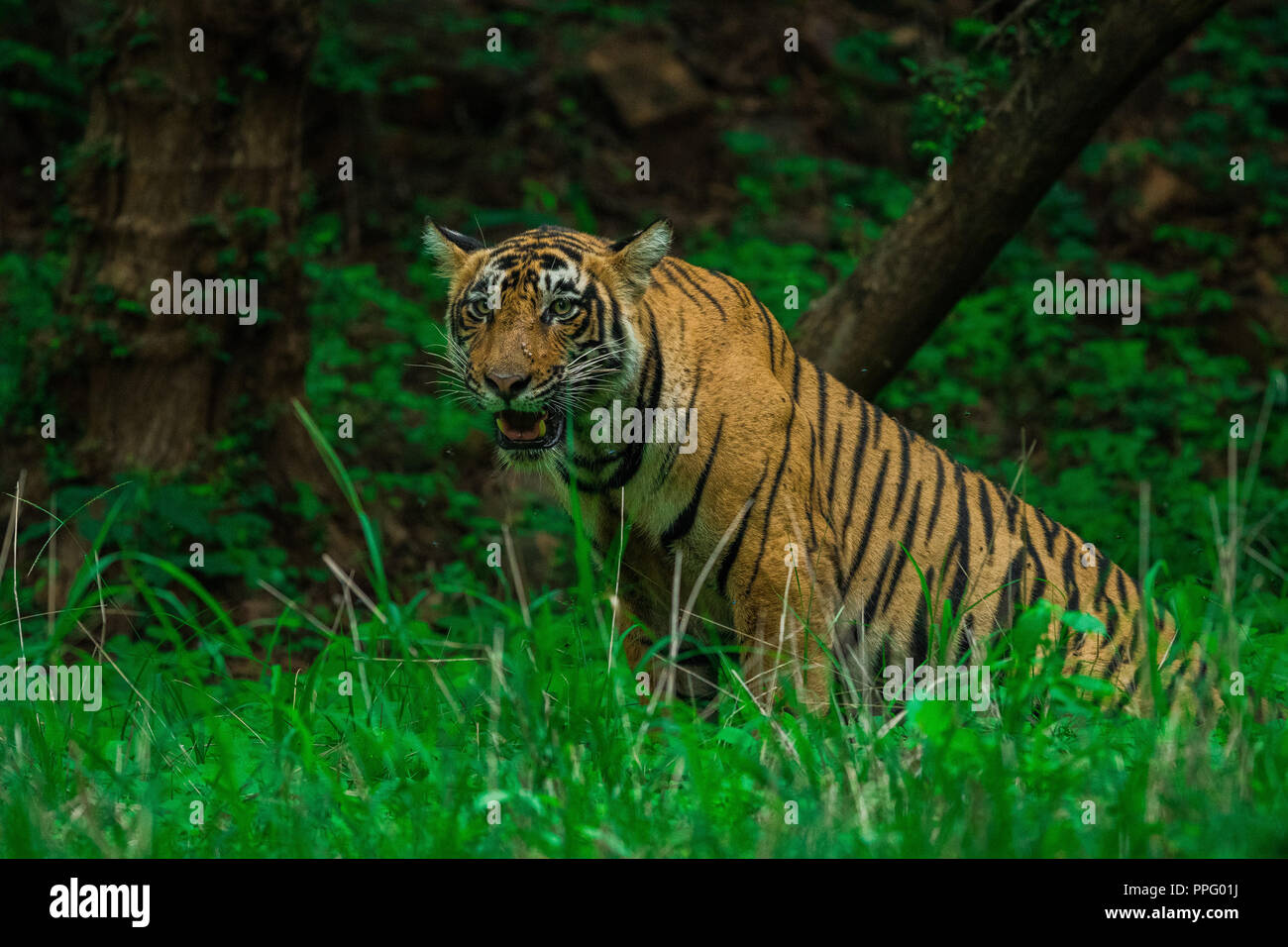 Tiger in monsoon forest hi-res stock photography and images - Alamy