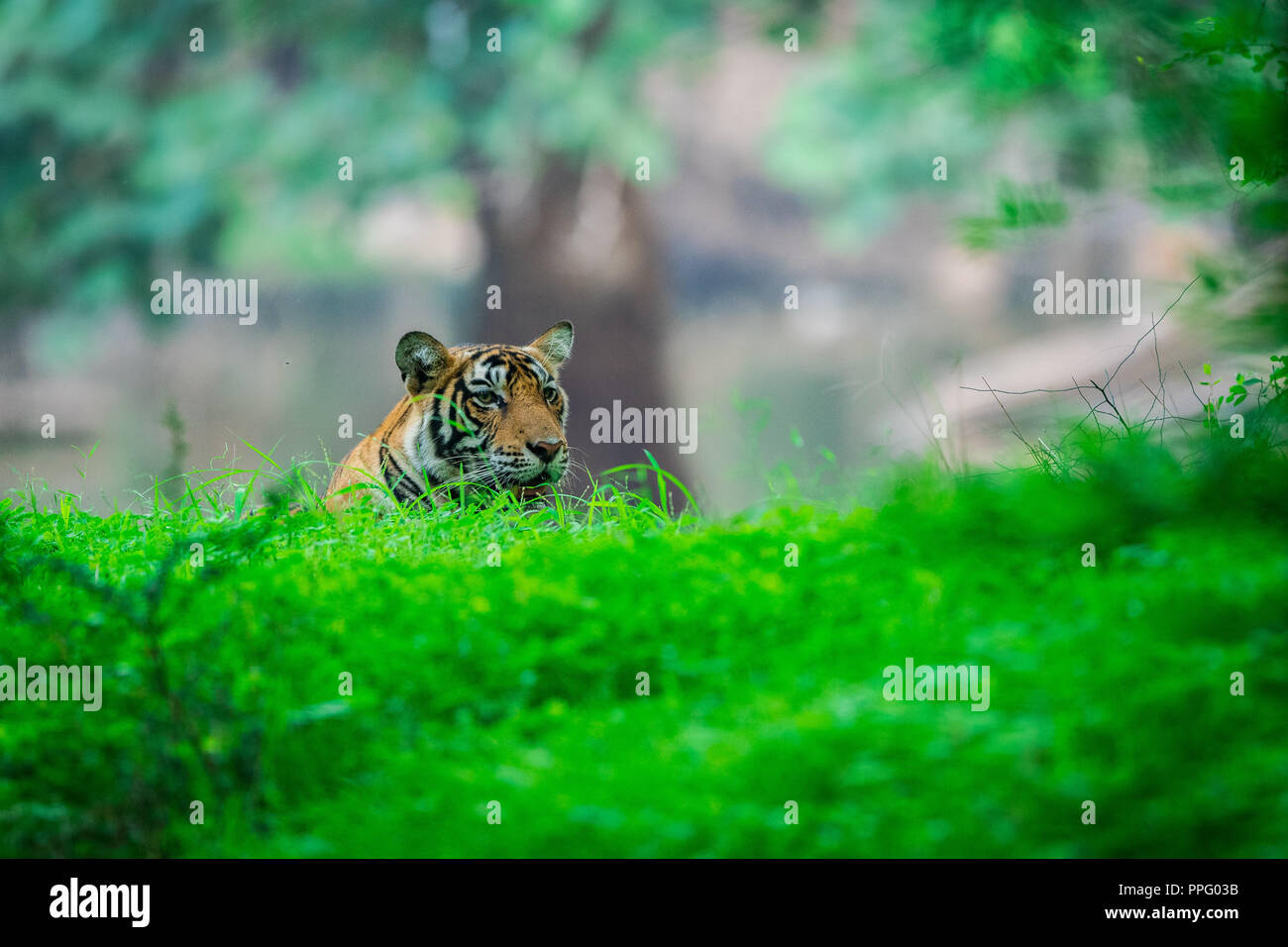 Tiger in monsoon forest hi-res stock photography and images - Alamy