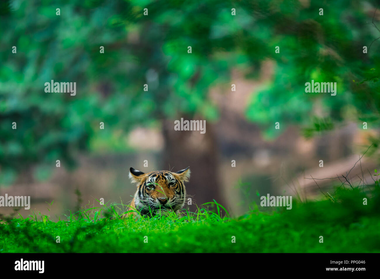 A male tiger cub sighted in monsoon when forest is like green carpet at ...