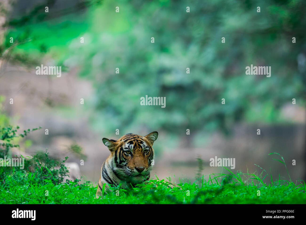 A male tiger cub sighted in monsoon when forest is like green carpet at ...