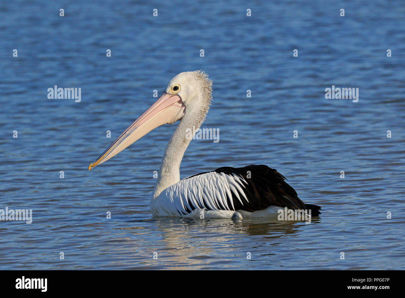 Australian Pelican swimming in Queensland Australia Stock Photo - Alamy