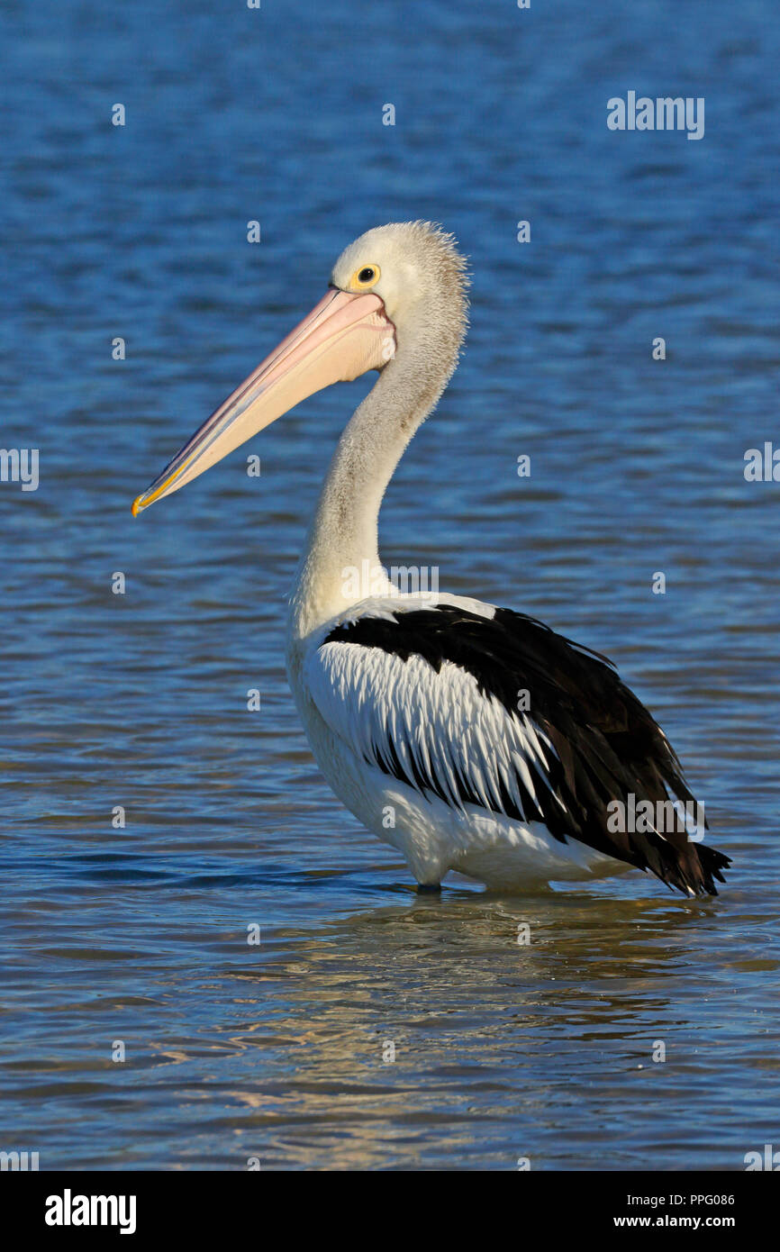 Australian Pelican swimming in Queensland Australia Stock Photo - Alamy