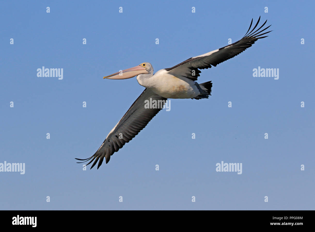 Australian Pelican flying in Queensland Australia Stock Photo - Alamy