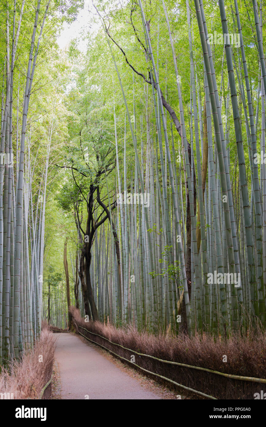 Sagano bamboo forest japan hi-res stock photography and images - Alamy