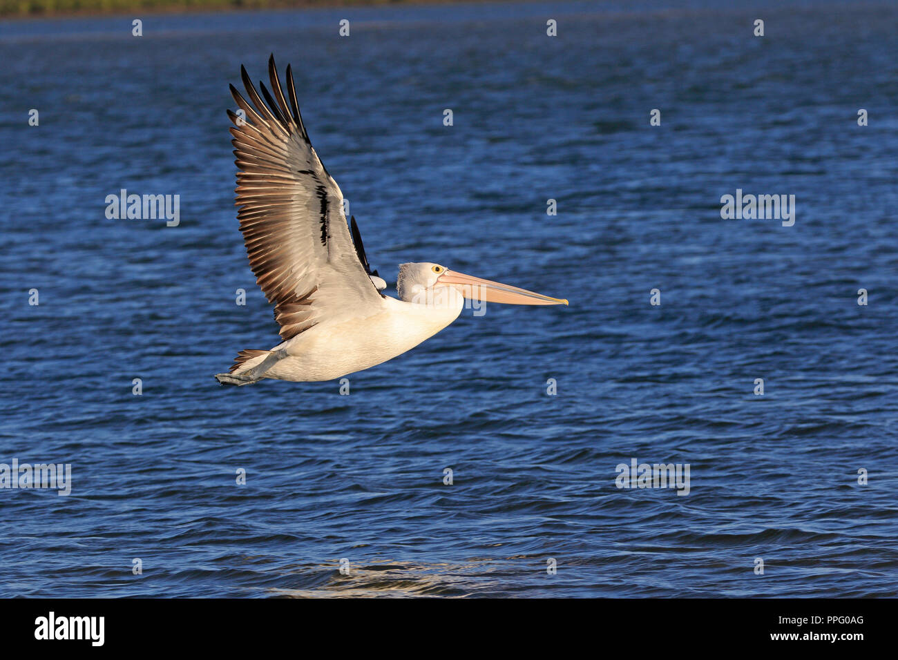 Australian pelican flying hi-res stock photography and images - Alamy