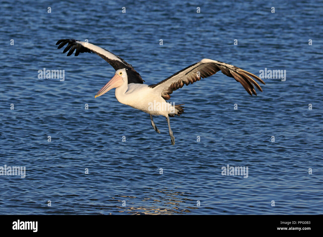 Australian pelican flying hi-res stock photography and images - Alamy