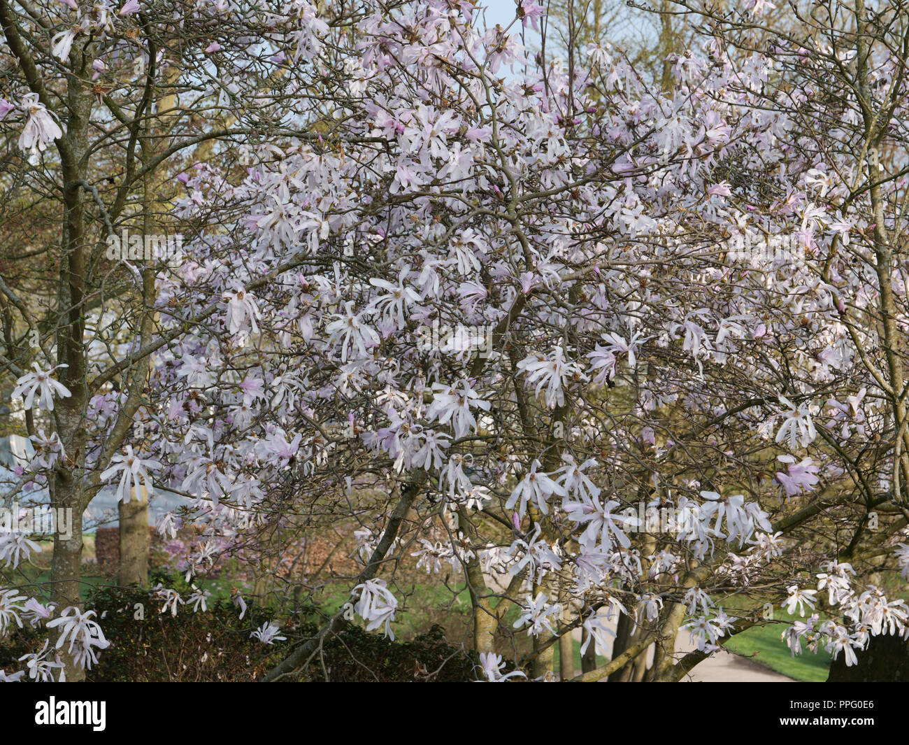 Early spring in the garden. The delightful star like pink and scented ...