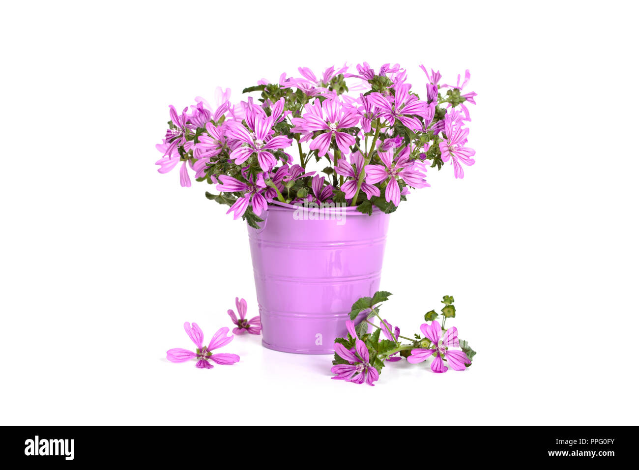 wild violet flowers in bucket isolated on white background Stock Photo ...