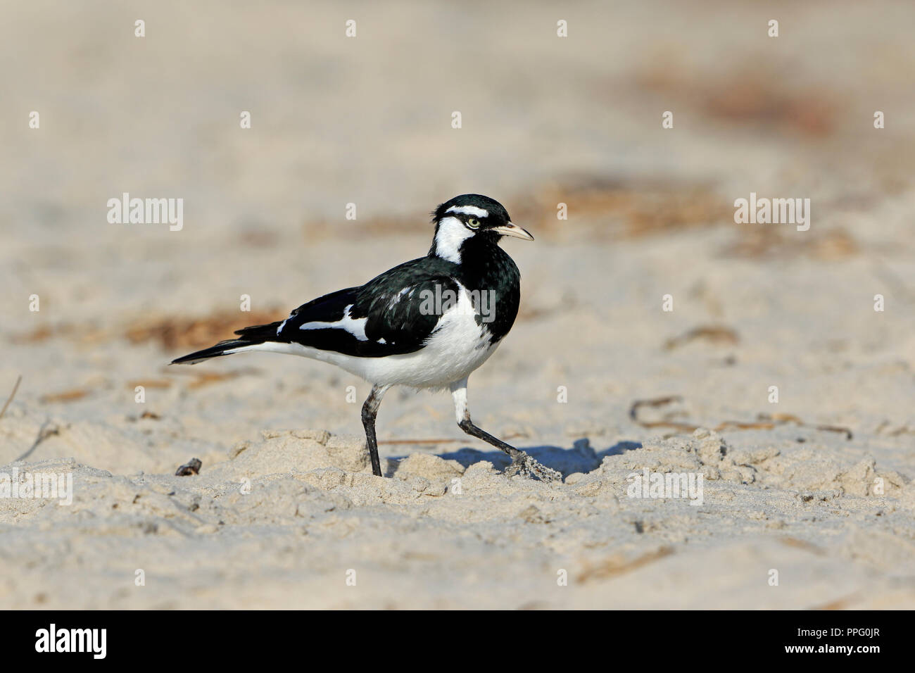 Magpie-lark on a beach in North Queensland Australia Stock Photo - Alamy