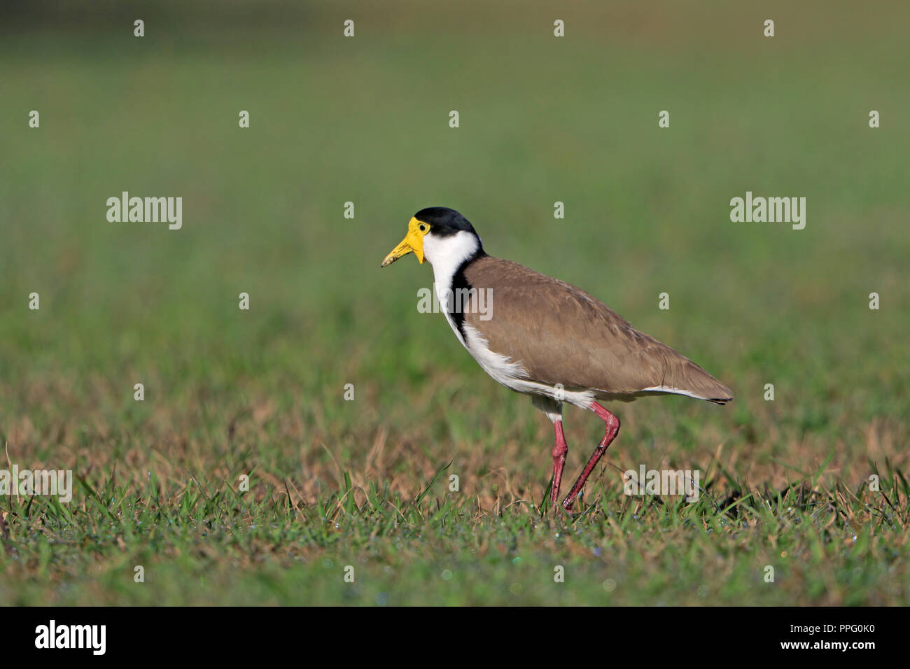 Adult masked lapwing hi-res stock photography and images - Alamy