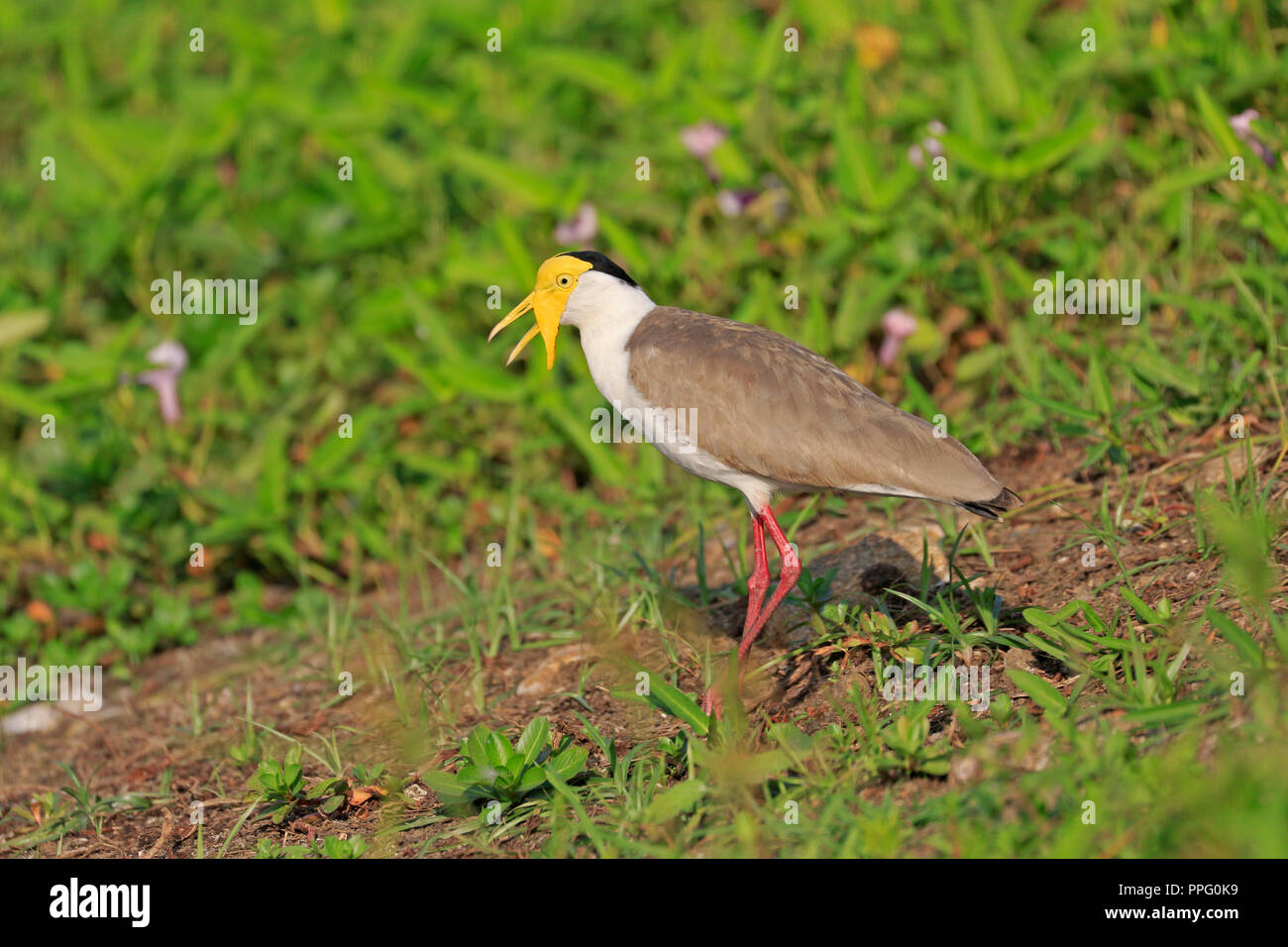 Adult masked lapwing hi-res stock photography and images - Alamy