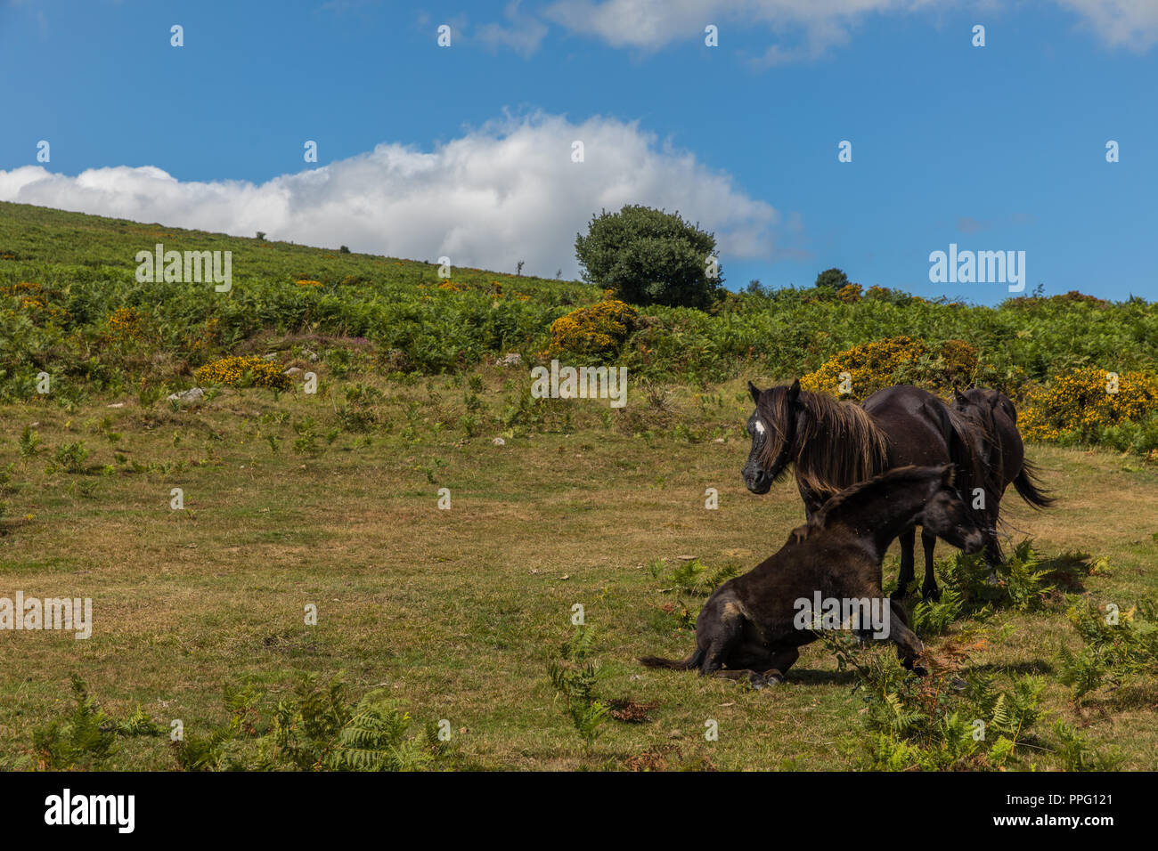 Dartmoor pony england uk hi-res stock photography and images - Alamy