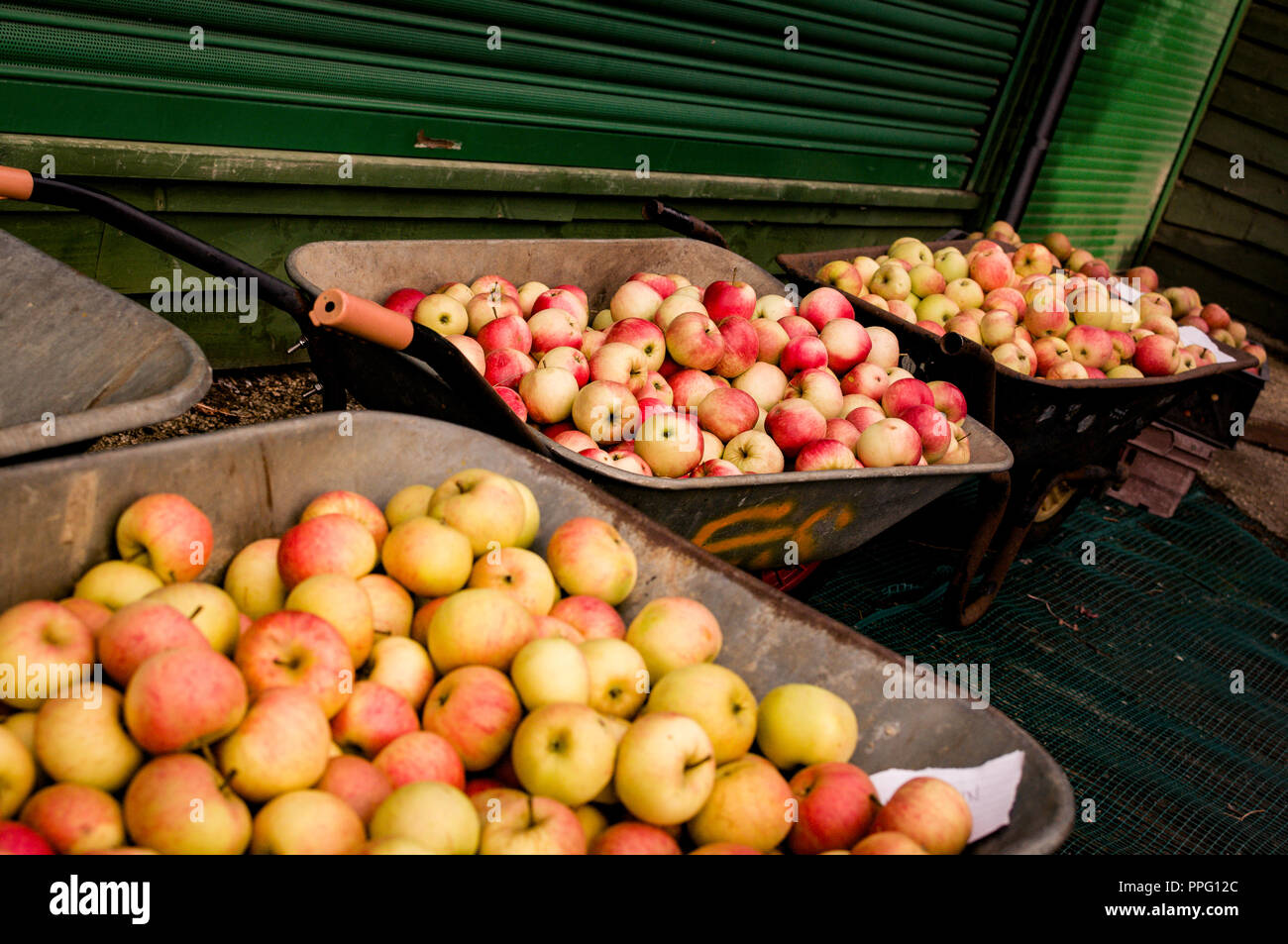 Three wheelbarrows full of English Cox eating Apples Stock Photo - Alamy