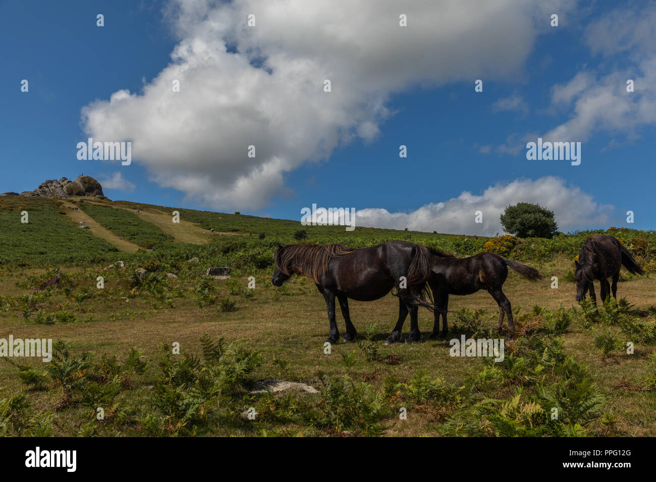 Dartmoor pony england uk hi-res stock photography and images - Alamy