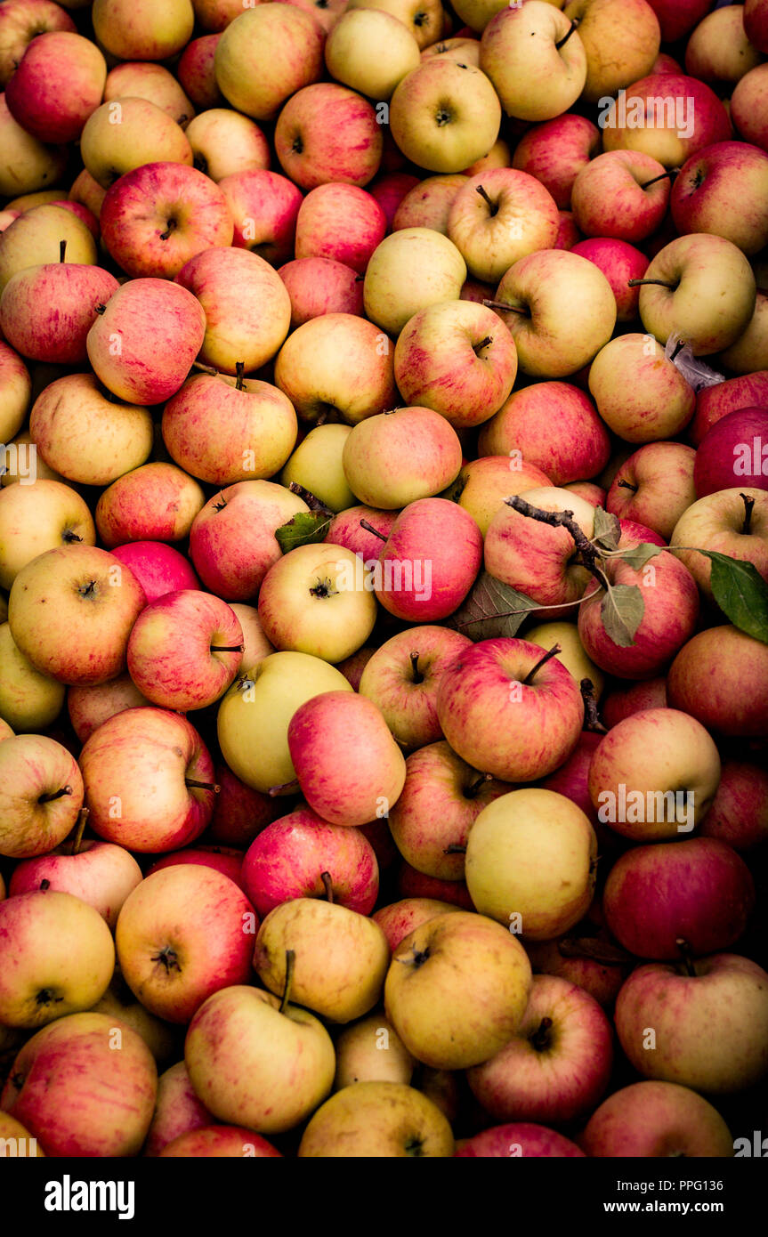 Cox collection hi-res stock photography and images - Alamy