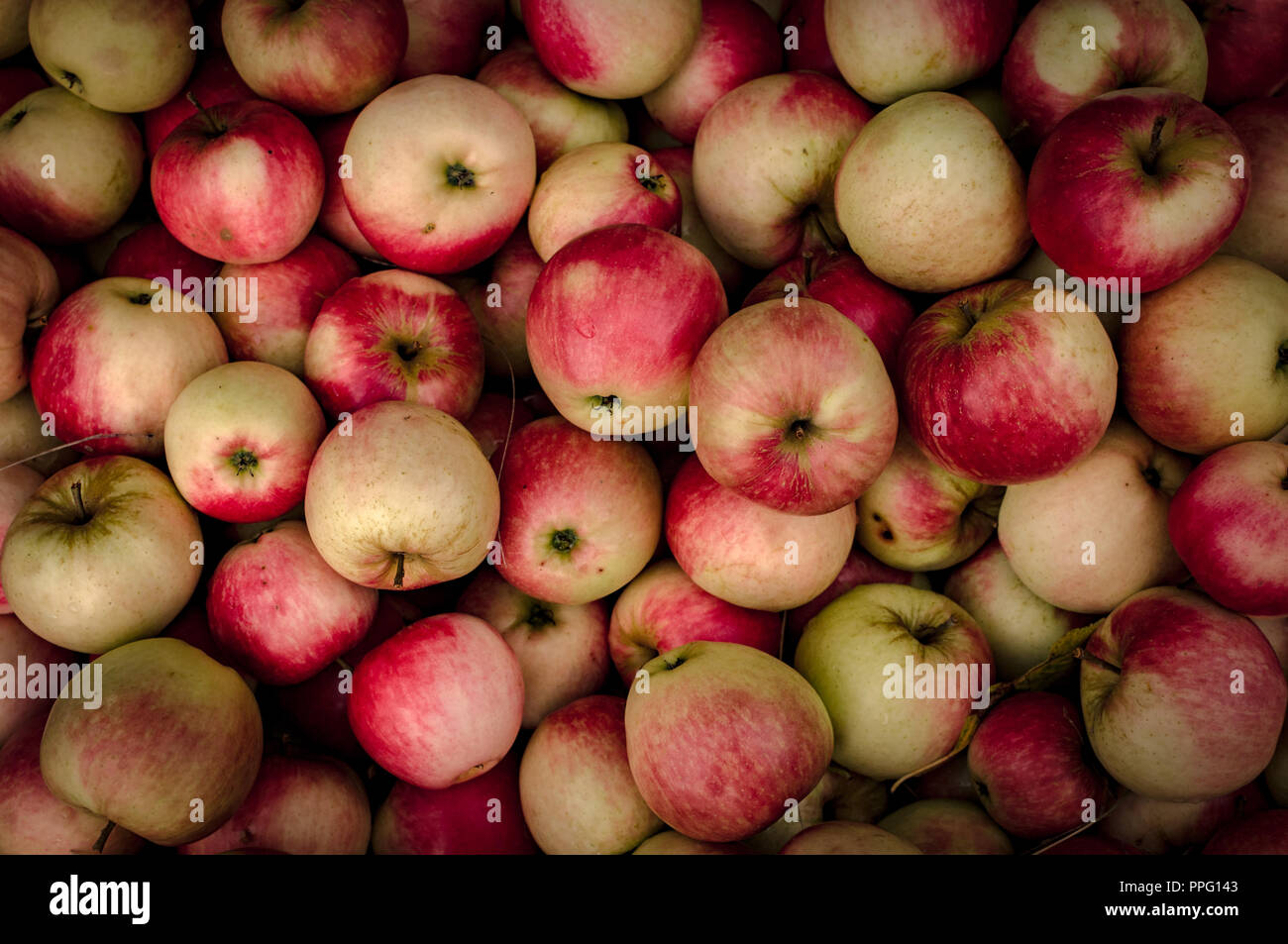 Cox green hi-res stock photography and images - Alamy